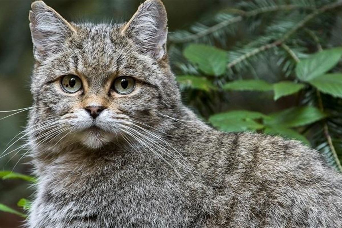 Defra non exec director proposes reintroduction of wildcats to England